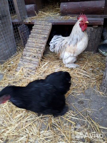 Куры декоративные