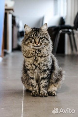 Кот ищет дом
