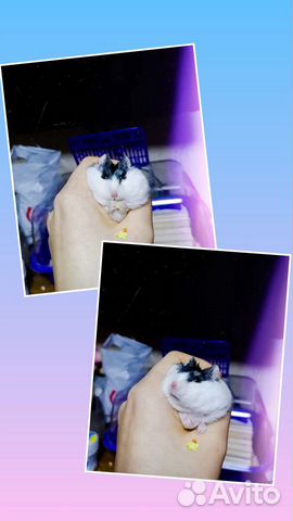 Отдаём в добрые руки хомячка