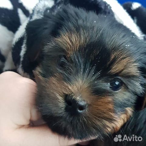 Йоркширский терьер