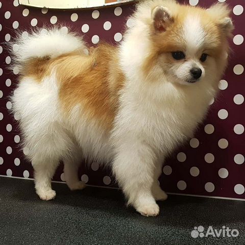 Пати-колорный мальчик