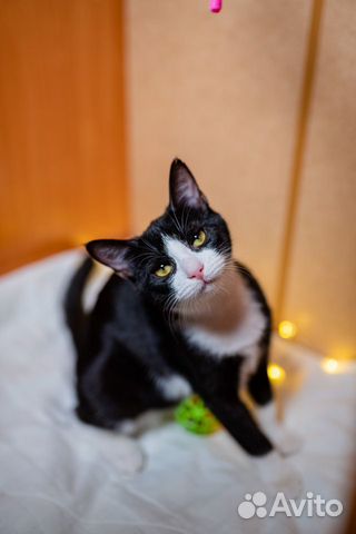 Чудо-кошечка ищет любящее сердце и заботливые руки