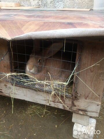 Кролики самки фландер полтавское серебро