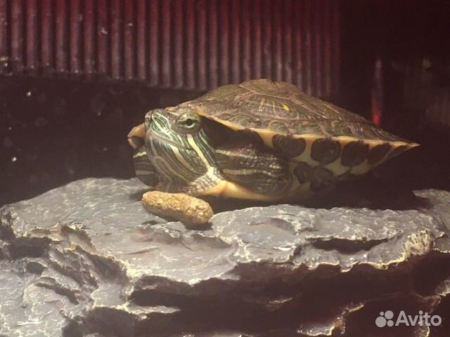 Красноухая черепашка с аквариумом