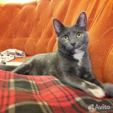 Красавица Тучка ищет дом