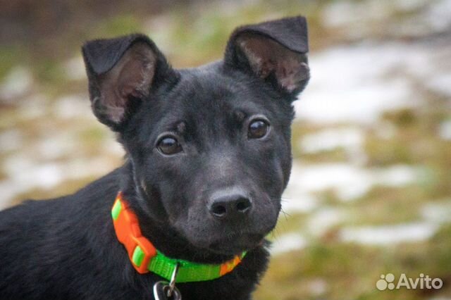 Щенок в дар