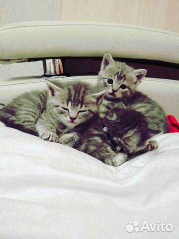 Милейшие Британские котята