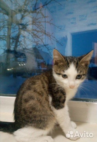 Котенок мальчик 3месяца