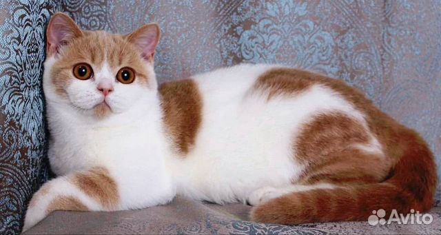 Британский котик