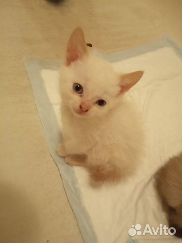 Тайские котята