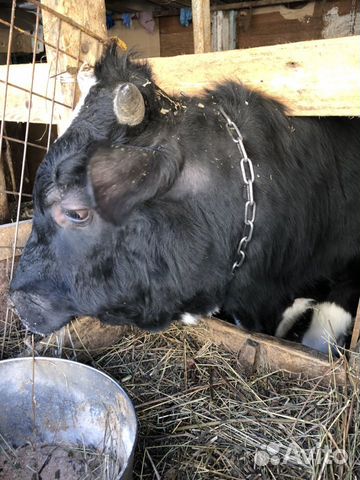 Продаю Бычка