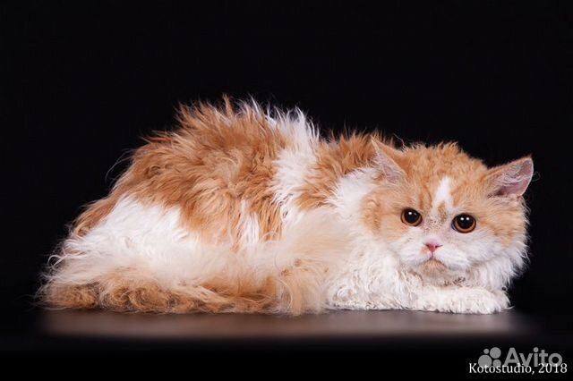 Кошки селкирк-рекс