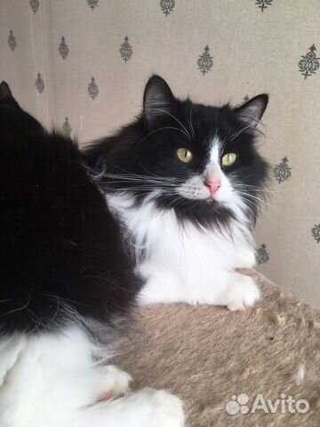 Кошка Констанция в добрые руки