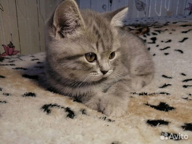 Шатландско-британская кошечка