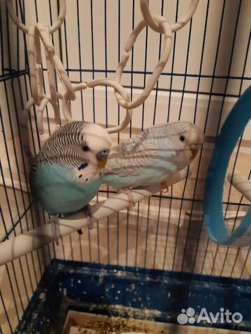 Попугайчики волнистые