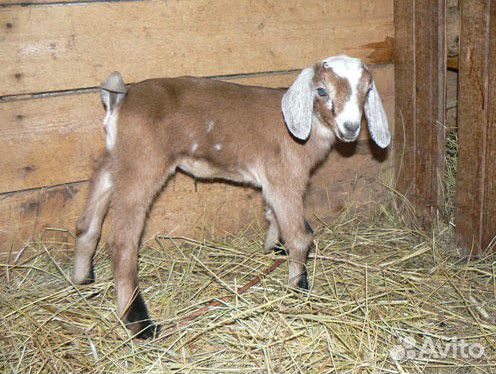 Нубийские козлята