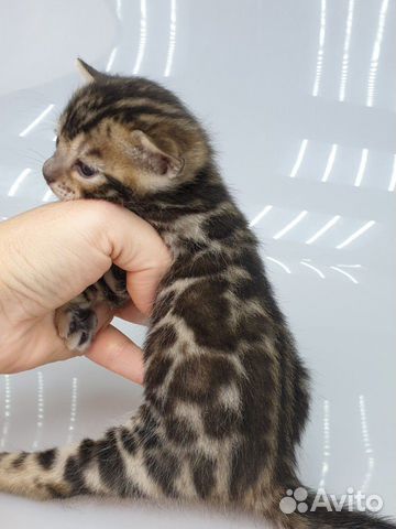 Бенгальские котята золото, серебро, снег