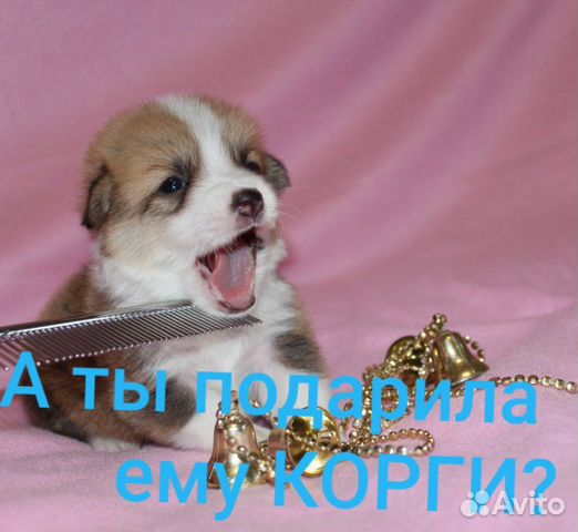 Собака