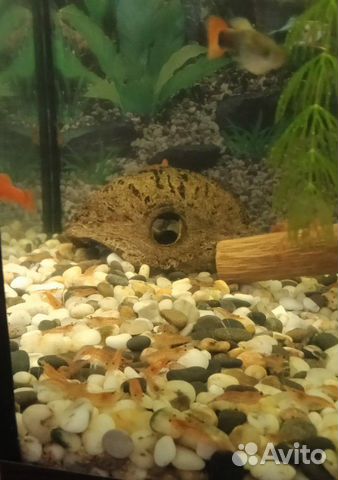 Креветки черри