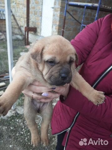 Щенки шарпея бесплатно