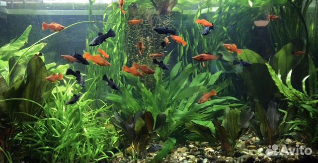 Аквариумные растения, рыбки
