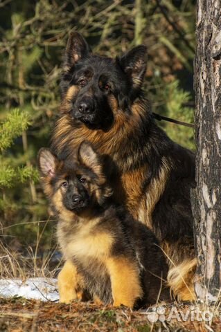 Немчики длинношерстные