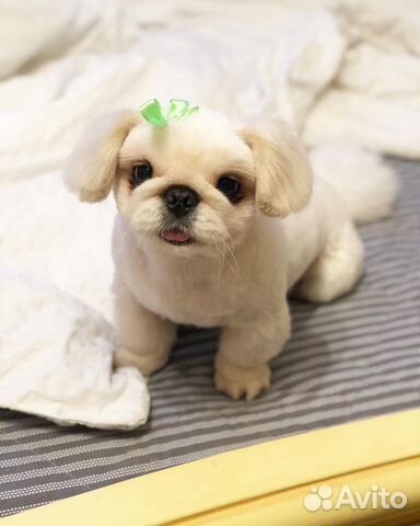 Вязка пекинес