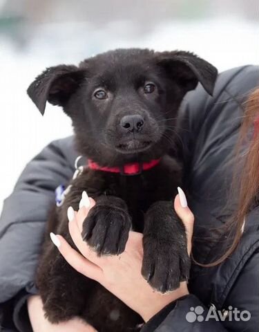 Щенуля Дейзи в надежные руки