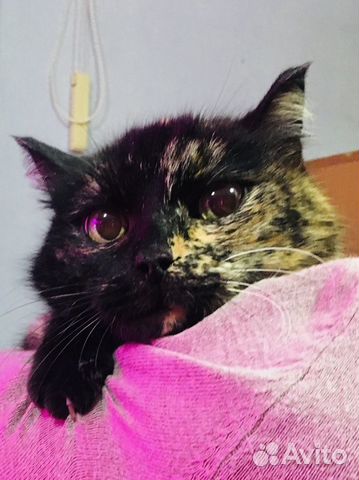 Кошка Агата