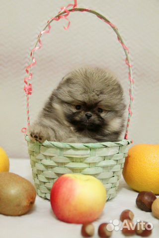 Мальчик померанского мини шпица
