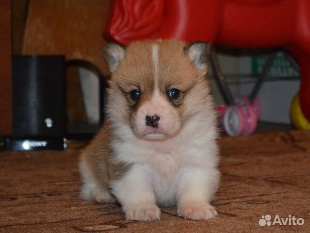 Классная девчуля пемброк