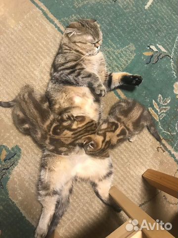 Бурундучки