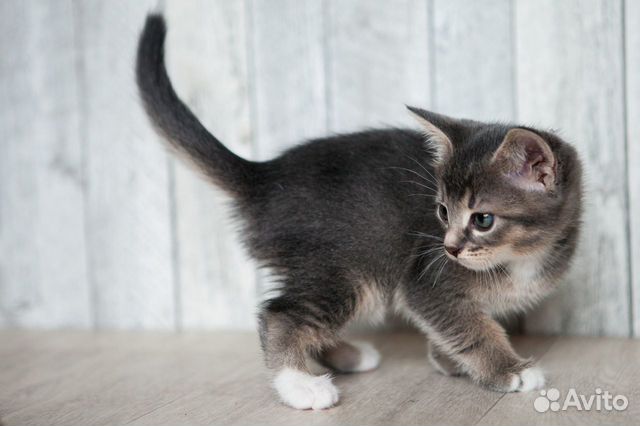 Котенок Миха