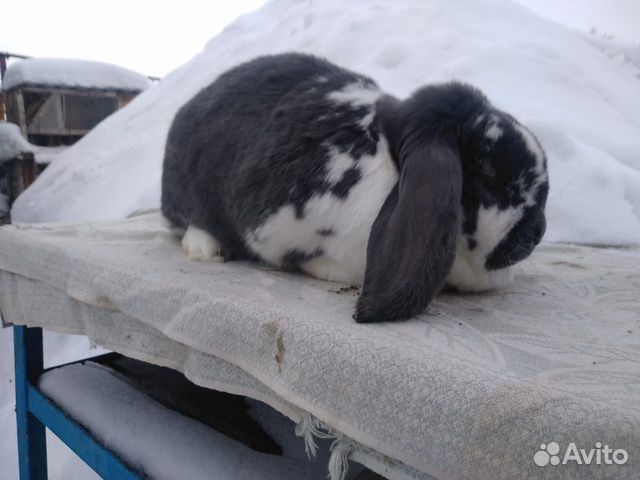 Французский баран