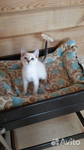 Тайский котенок