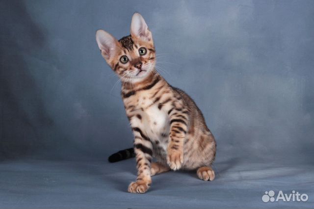 Elon - рыжий, умный, ласковый