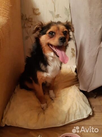 Ищет дом мелкий песик Кевин