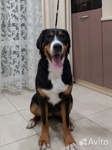 Девочка большого швейцарского зенненхунда