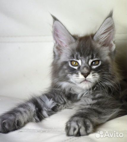 Маленькая куночка в любимцы