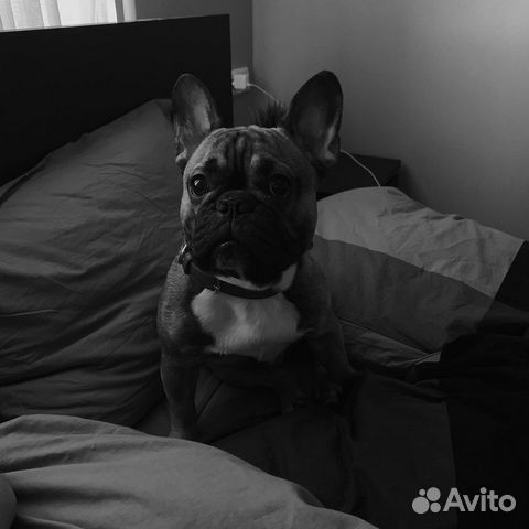 Французский бульдог вязка