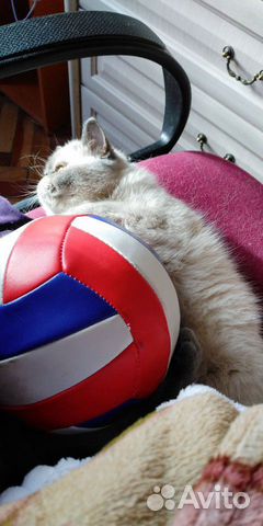 Вязка с котом