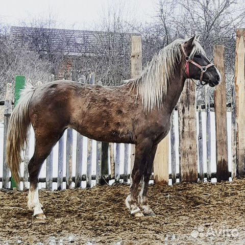 Серебристо вороная и пегая кобылы