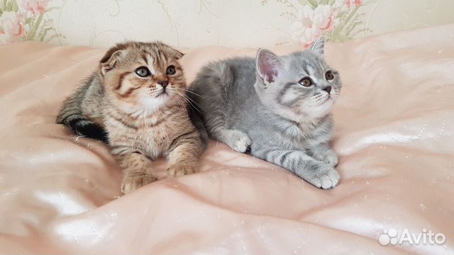 Две шотландские мурлыки