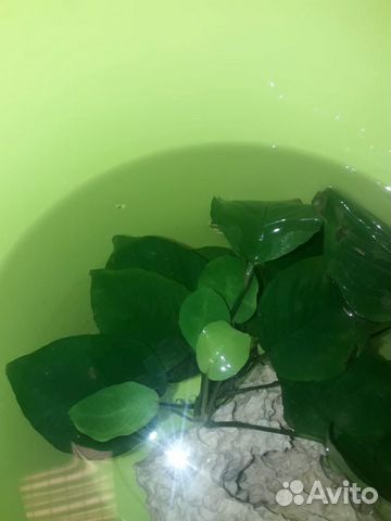 Водоросли бесплатно