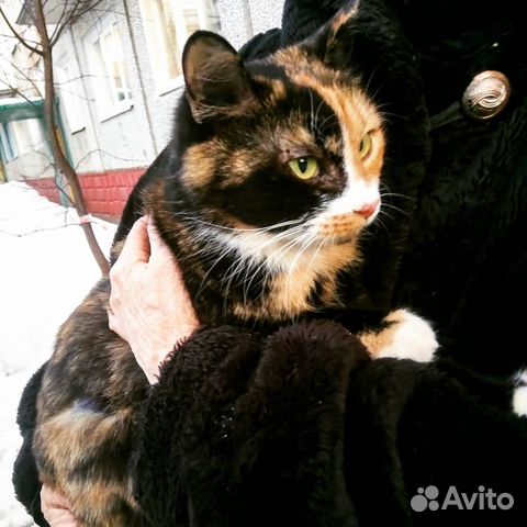 Кошечка Маруся