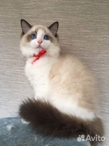 Рэгдолл (тряпичная кукла)