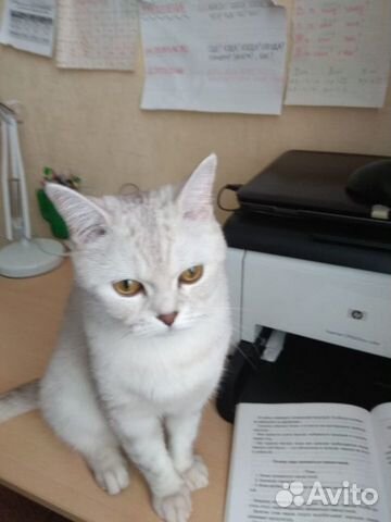 Отдадим в хорошие руки кошку