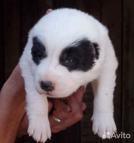 Лимитный щенок алабая