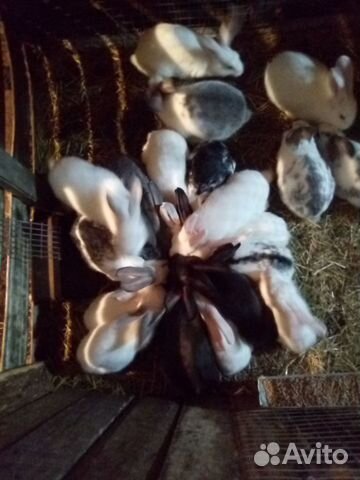 Продам крольчих