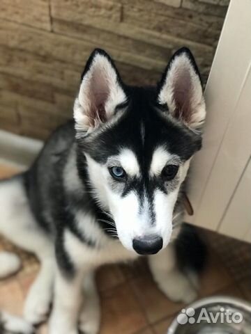 Щенки Хаски продаются